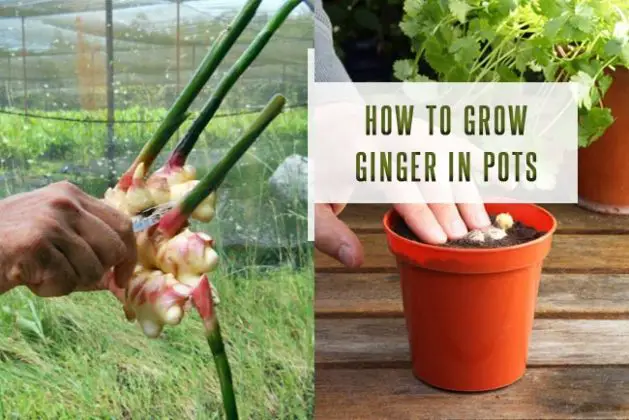 How To Grow Ginger in Pots : Growing Ginger Indoors | Gardenoid