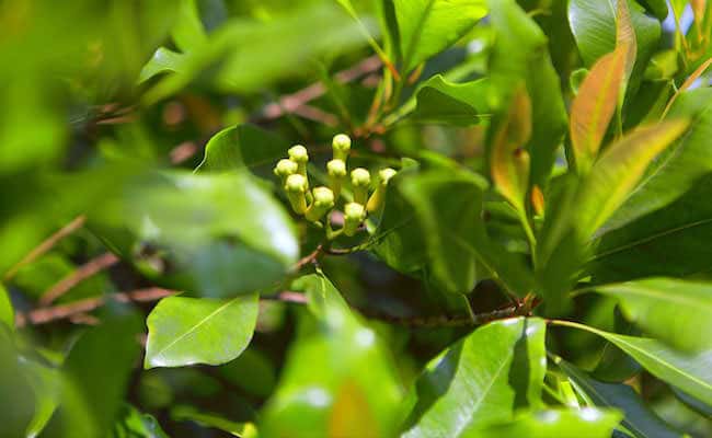 How to Grow Cloves : Tips and Advice – Gardenoid