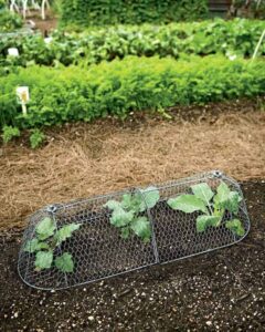 How To Repel Cats - 21 Ways To Keep Cats Out Of Garden