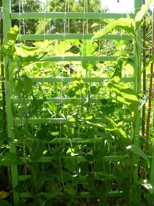 21 Innovative And Easy DIY Garden Trellis Ideas – Gardenoid