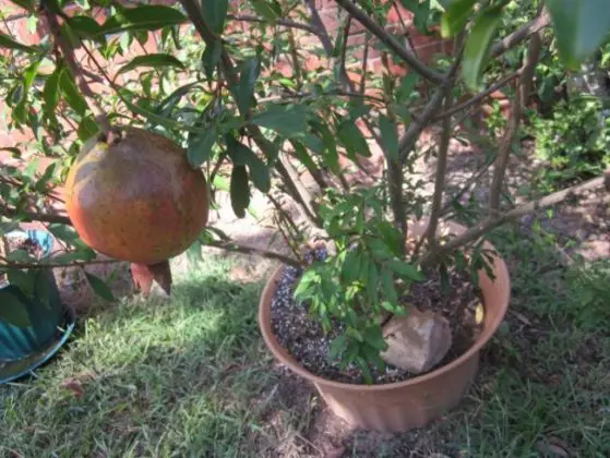 21 Best Ideas For Growing Fruit Trees in Containers | Gardenoid