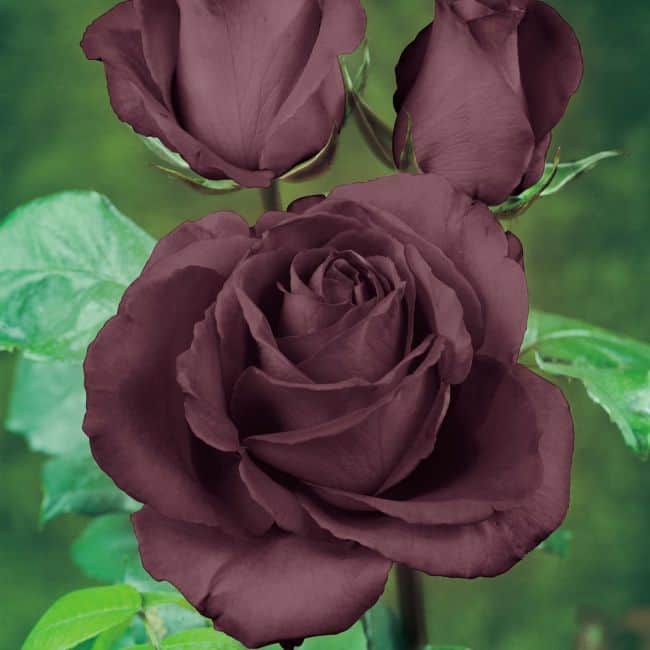25 Stunning Black Flowers For Your Garden – Gardenoid