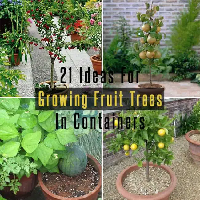 21 Best Ideas For Growing Fruit Trees in Containers - Gardenoid