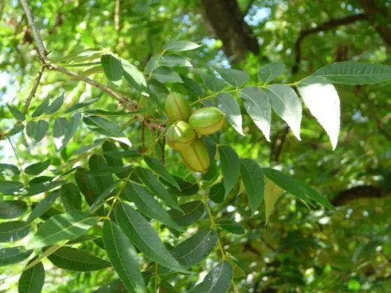 How To Grow Pecan Tree : Pecan Tree Care – Gardenoid