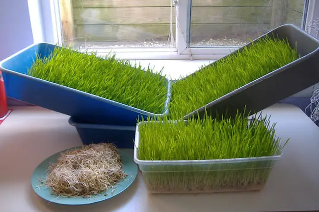 How to Grow Wheatgrass at Home : Complete Growing Guide – Gardenoid