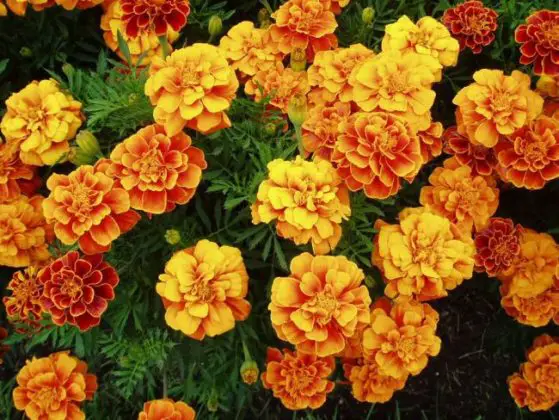 25 Best Full Sun Flowers : Flowers That Survive In Heat – Gardenoid