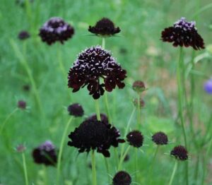 25 Stunning Black Flowers For Your Garden - Gardenoid