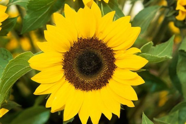 25 Best Full Sun Flowers : Flowers That Survive In Heat – Gardenoid