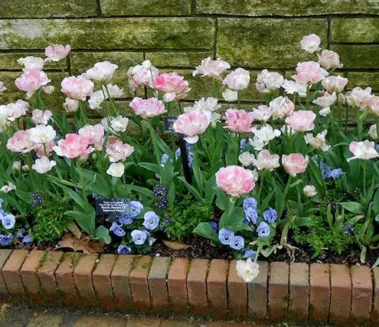 21 Pink Theme Garden Ideas Using Pink Annual Flowers – Gardenoid