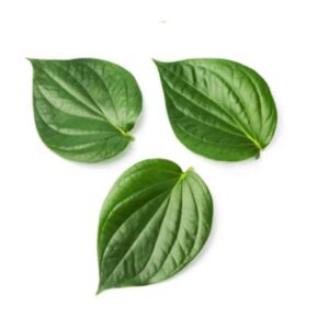 Complete Guide To Growing Betel Leaf Plants And The Benefits – Gardenoid