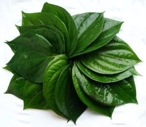 Complete Guide To Growing Betel Leaf Plants And The Benefits – Gardenoid