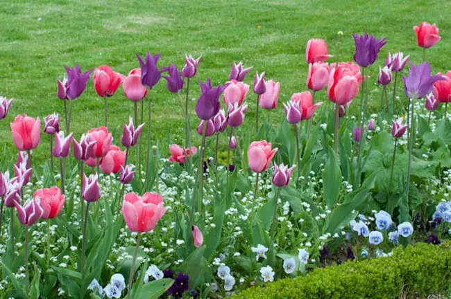 21 Pink Theme Garden Ideas Using Pink Annual Flowers – Gardenoid