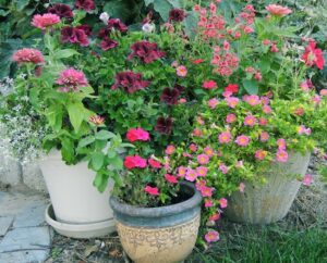 21 Pink Theme Garden Ideas Using Pink Annual Flowers - Gardenoid
