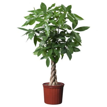 How To Grow Money Tree : Money Tree Plants Care Tips - Gardenoid