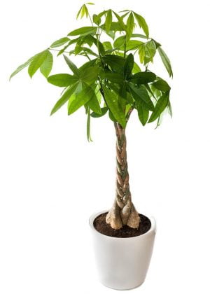How To Grow Money Tree : Money Tree Plants Care Tips - Gardenoid