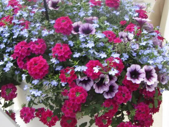 21 Pink Theme Garden Ideas Using Pink Annual Flowers - Gardenoid