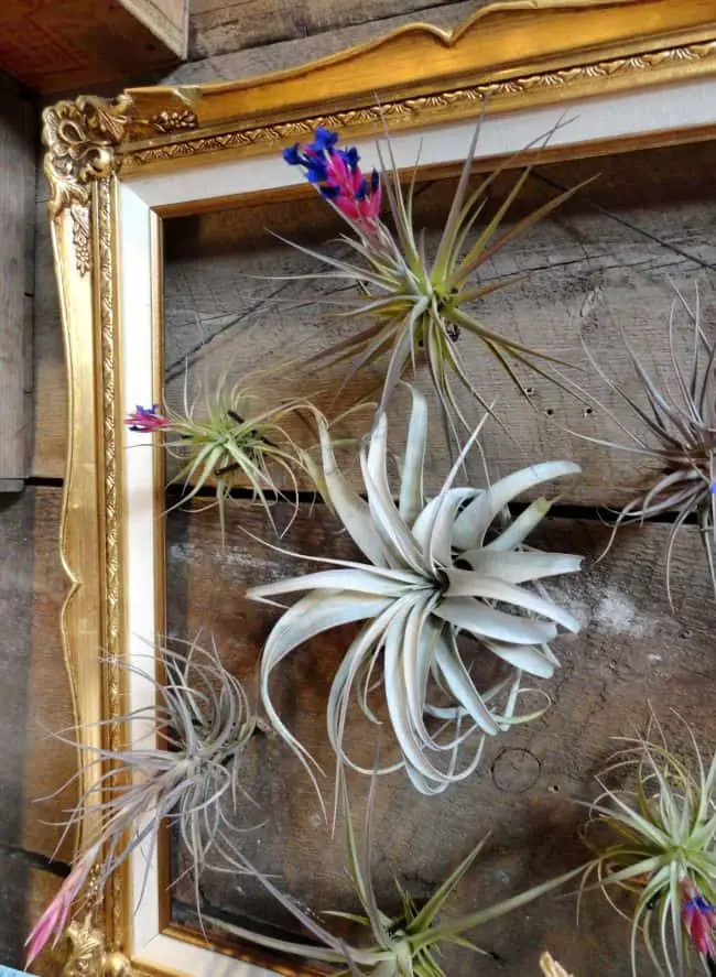 55 Eye Catching Air Plant Display Ideas – Gardenoid