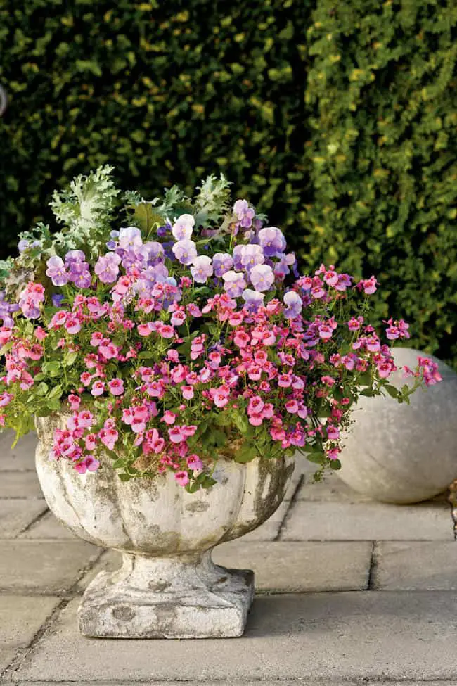 21 Pink Theme Garden Ideas Using Pink Annual Flowers – Gardenoid