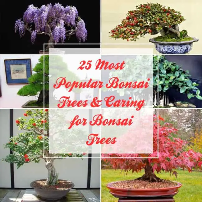 25 Most Popular Bonsai Trees : Bonsai Tree Care - Gardenoid