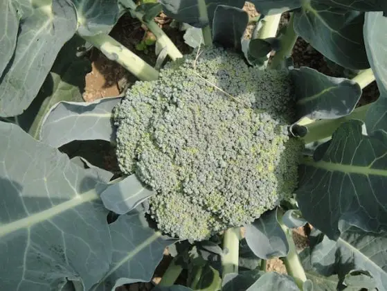 A Complete Guide To Growing Broccoli From Seeds - Gardenoid