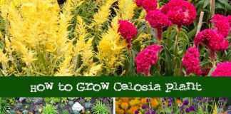 Gardening Tips and Advice | Gardenoid.com