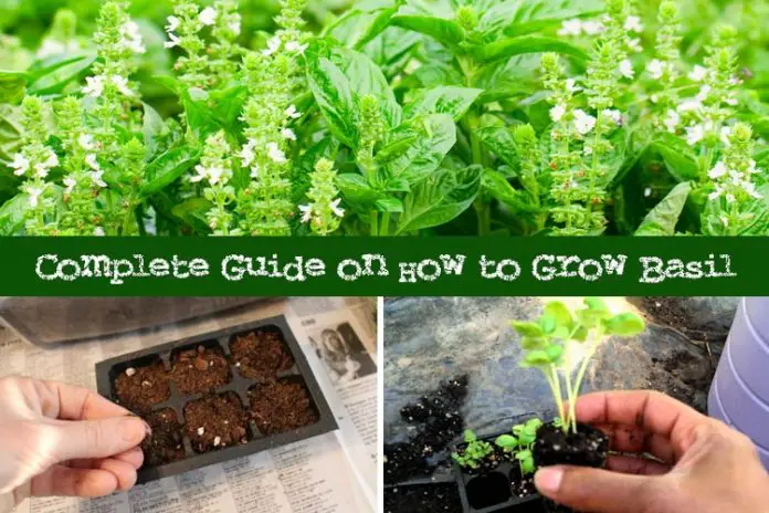 How To Grow Basil : A Complete Guide – Gardenoid