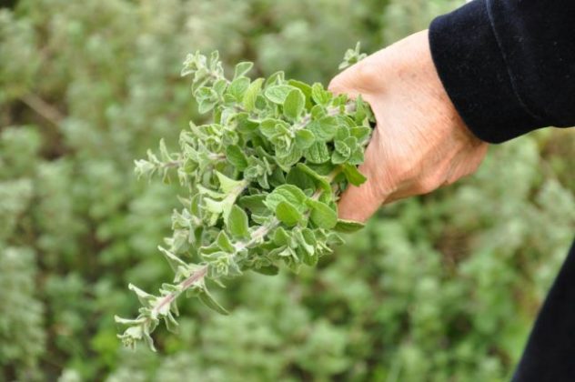 15 Mediterranean Herbs : Growing and Their Health Benefits – Gardenoid