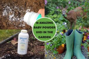 18 Amazing Baby Powder Uses in The Garden | Gardenoid