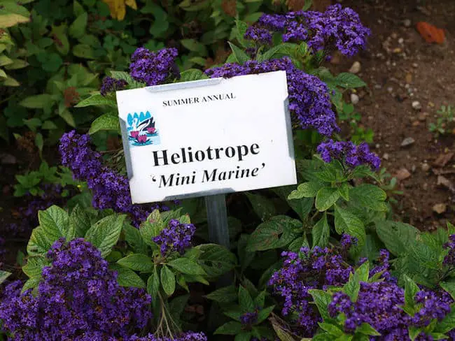 Growing Heliotrope Flowers In Your Garden – Gardenoid