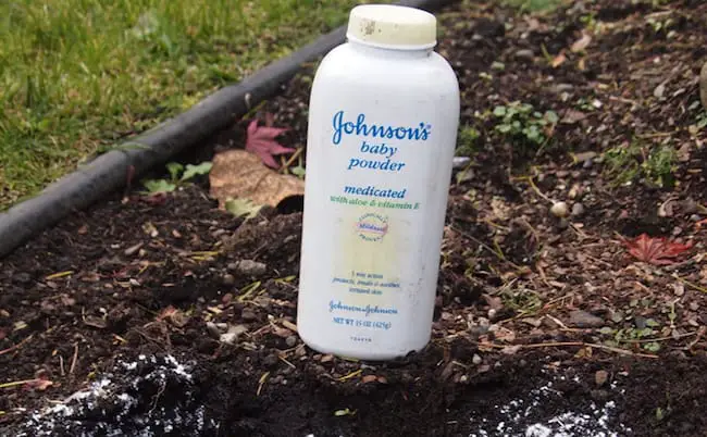 18 Amazing Baby Powder Uses in The Garden - Gardenoid