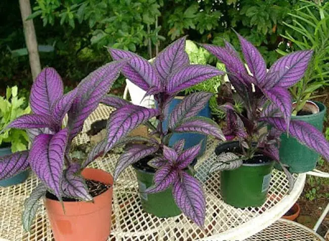 How To Grow And Take Care Of Persian Shield Plant – Gardenoid