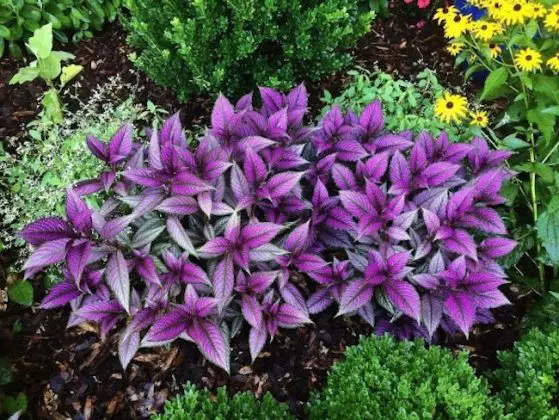 How To Grow And Take Care Of Persian Shield Plant – Gardenoid