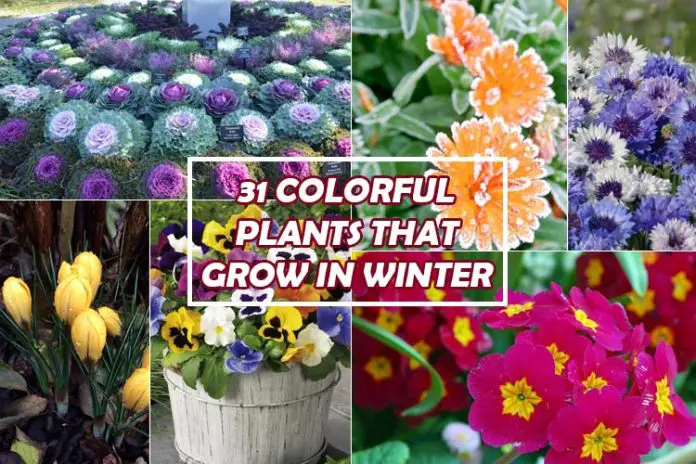 Plants for Winter : 31 Colorful Plants That Grow In Winter | Gardenoid