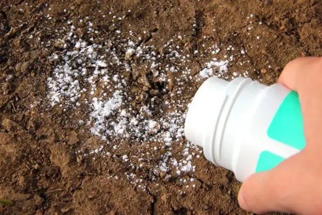 18 Amazing Baby Powder Uses in The Garden | Gardenoid