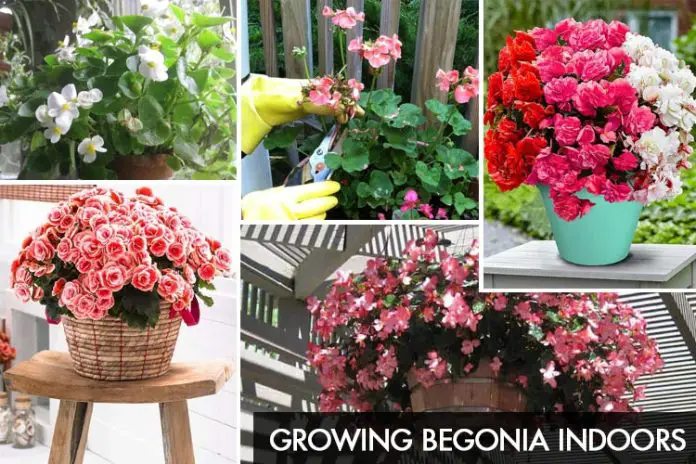 Growing Begonia Indoors : Begonia Plant Care Tips – Gardenoid