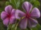 21 Sacred Mythical Flowers And Plants | Gardenoid
