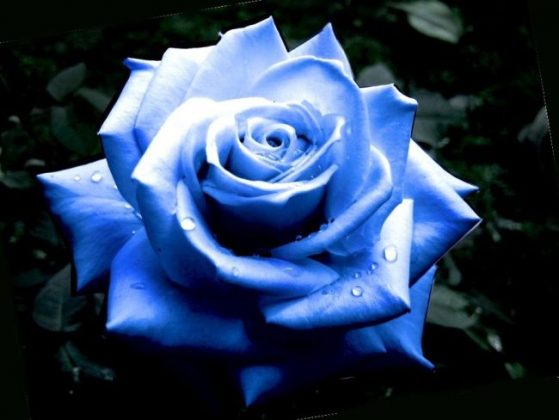 21 Sacred Mythical Flowers And Plants | Gardenoid