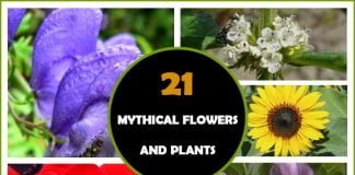 Gardening Tips and Advice | Gardenoid.com