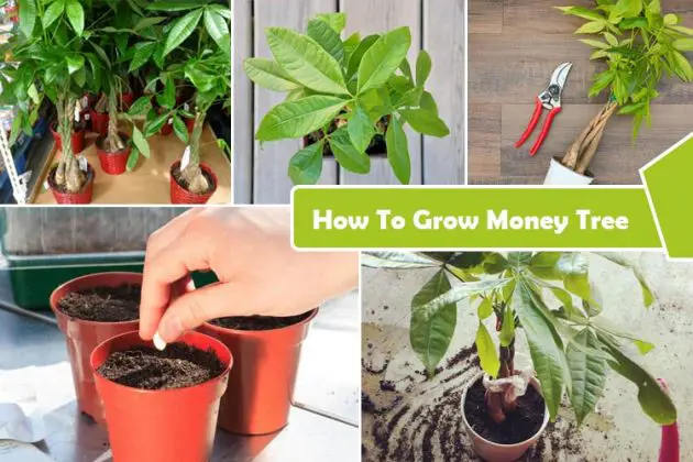 How To Grow Money Tree : Money Tree Plants Care Tips - Gardenoid