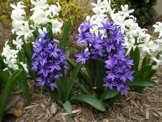 21 Sacred Mythical Flowers And Plants | Gardenoid