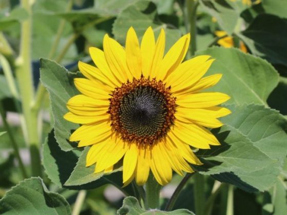 21 Sacred Mythical Flowers And Plants | Gardenoid