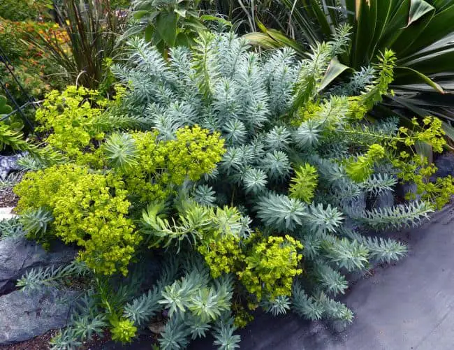 25 Best Ground Cover Plants For Your Garden | Gardenoid