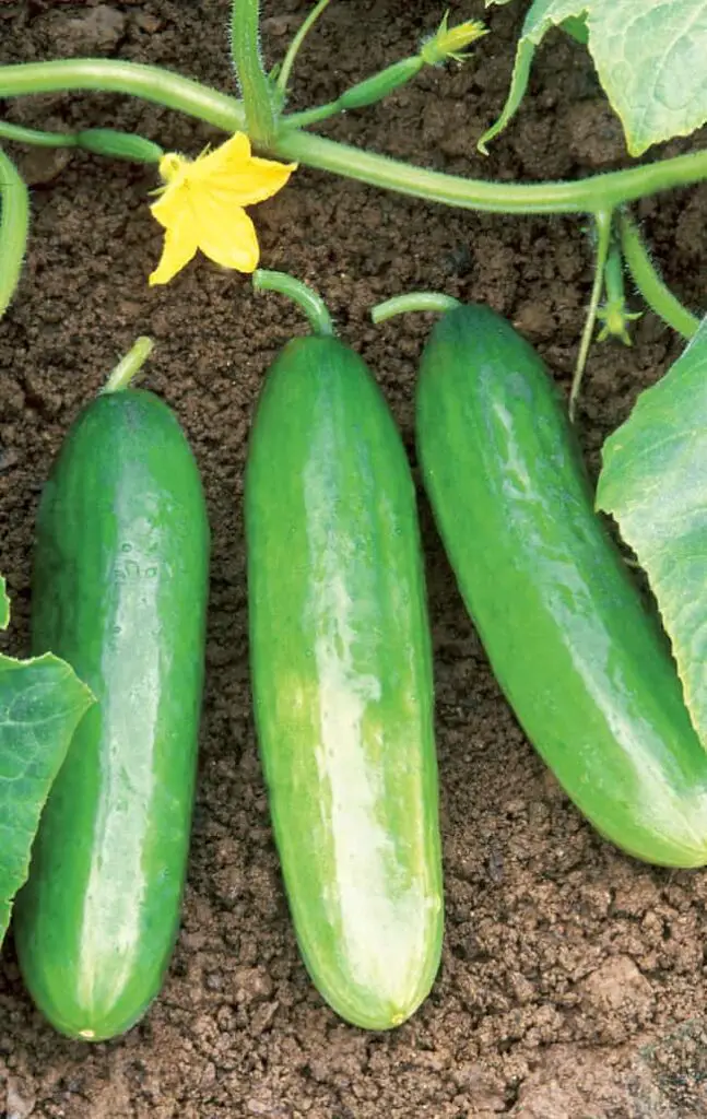 35 Best Cucumber Varieties You Can Grow At Home - Gardenoid
