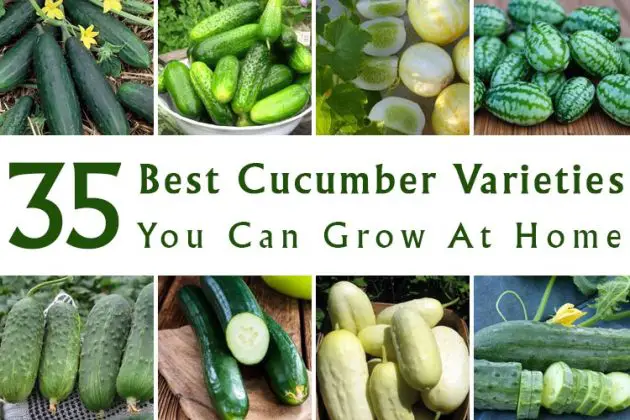 35 Best Cucumber Varieties You Can Grow At Home - Gardenoid
