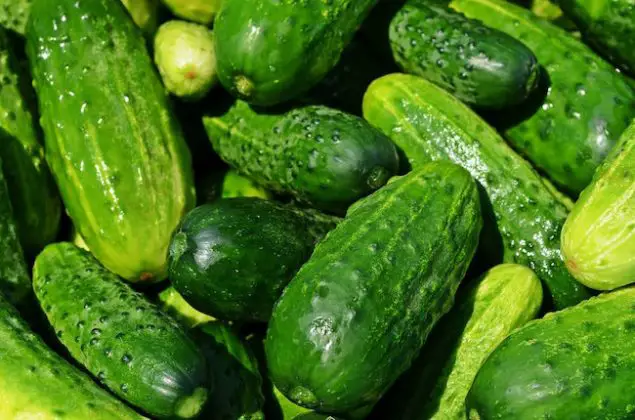 35 Best Cucumber Varieties You Can Grow At Home - Gardenoid