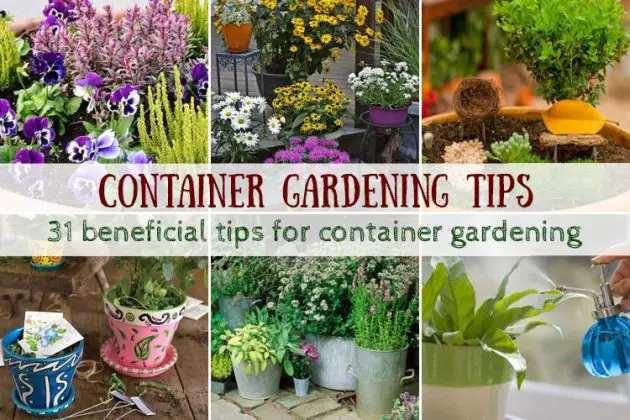 Container Gardening Tips : 31 Beneficial Tips for Container Gardening