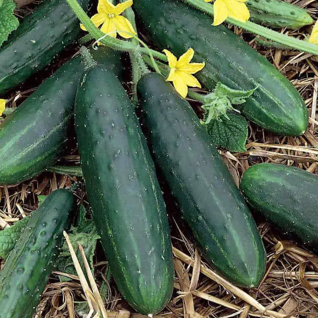 35 Best Cucumber Varieties You Can Grow At Home - Gardenoid