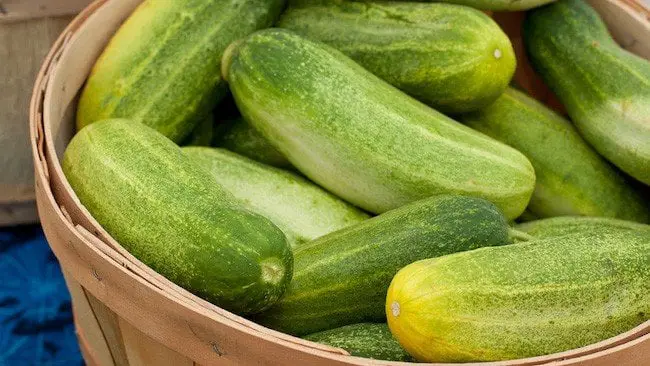 35 Best Cucumber Varieties You Can Grow At Home - Gardenoid