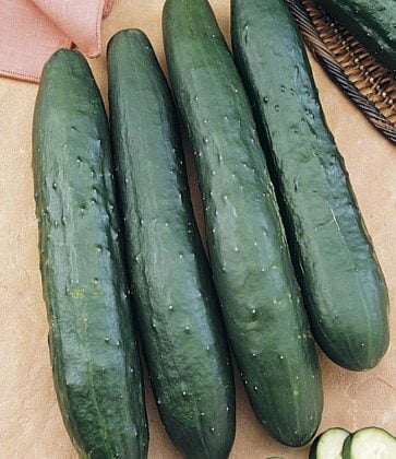 35 Best Cucumber Varieties You Can Grow At Home - Gardenoid