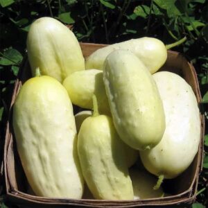 35 Best Cucumber Varieties You Can Grow At Home - Gardenoid
